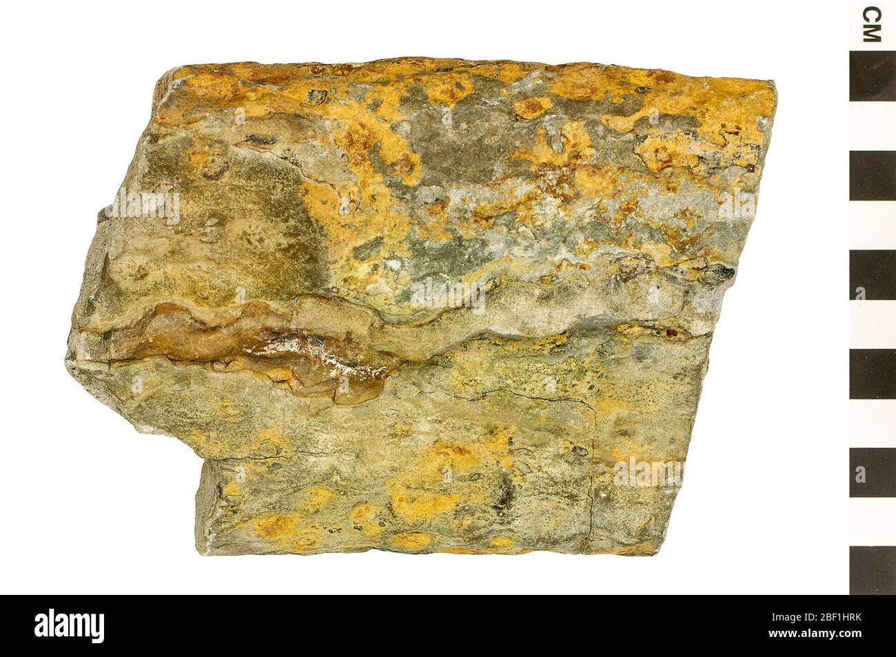 Fossil root hi-res stock photography and images - Alamy