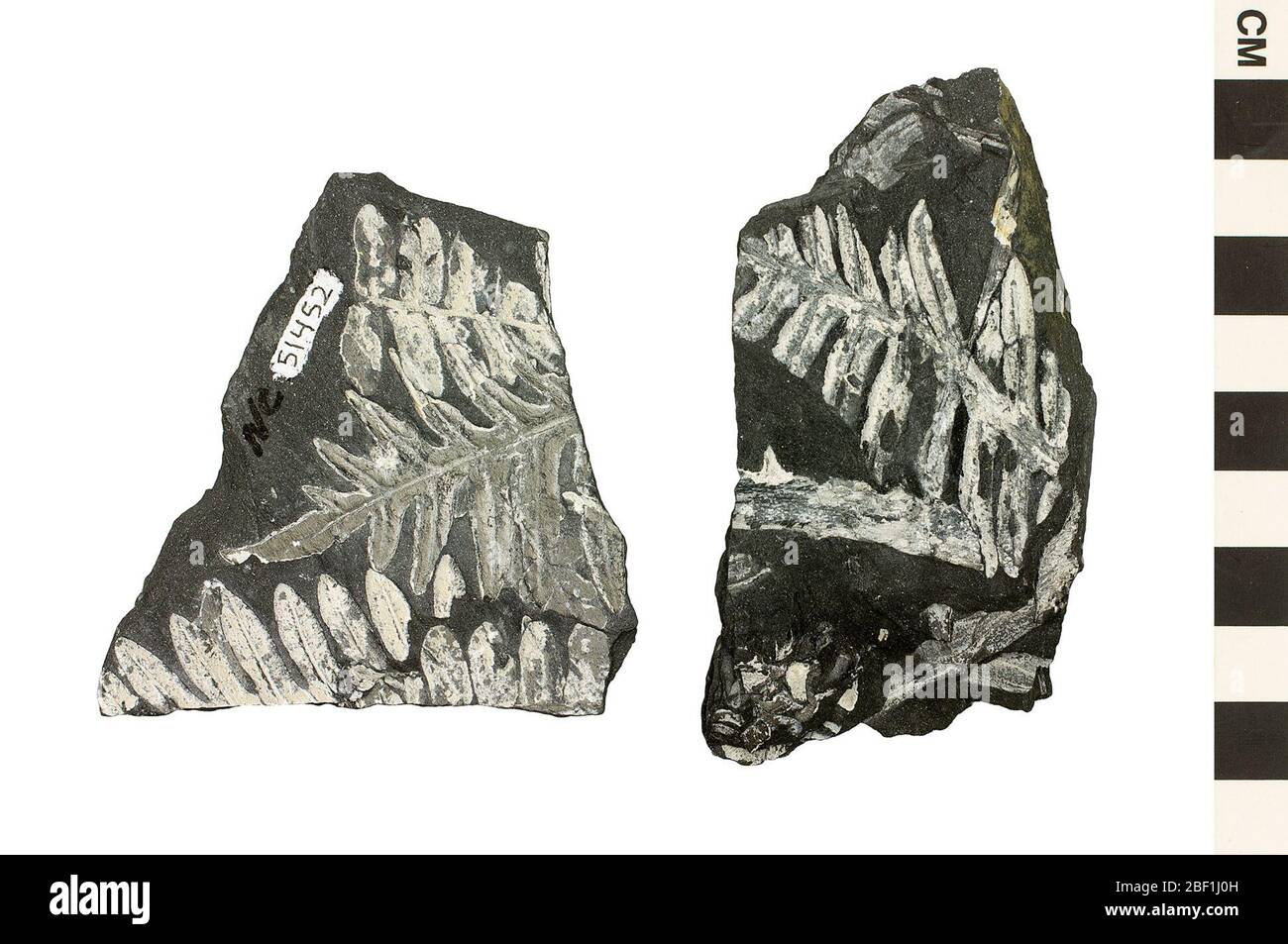 Fossil seed fern hi-res stock photography and images - Alamy