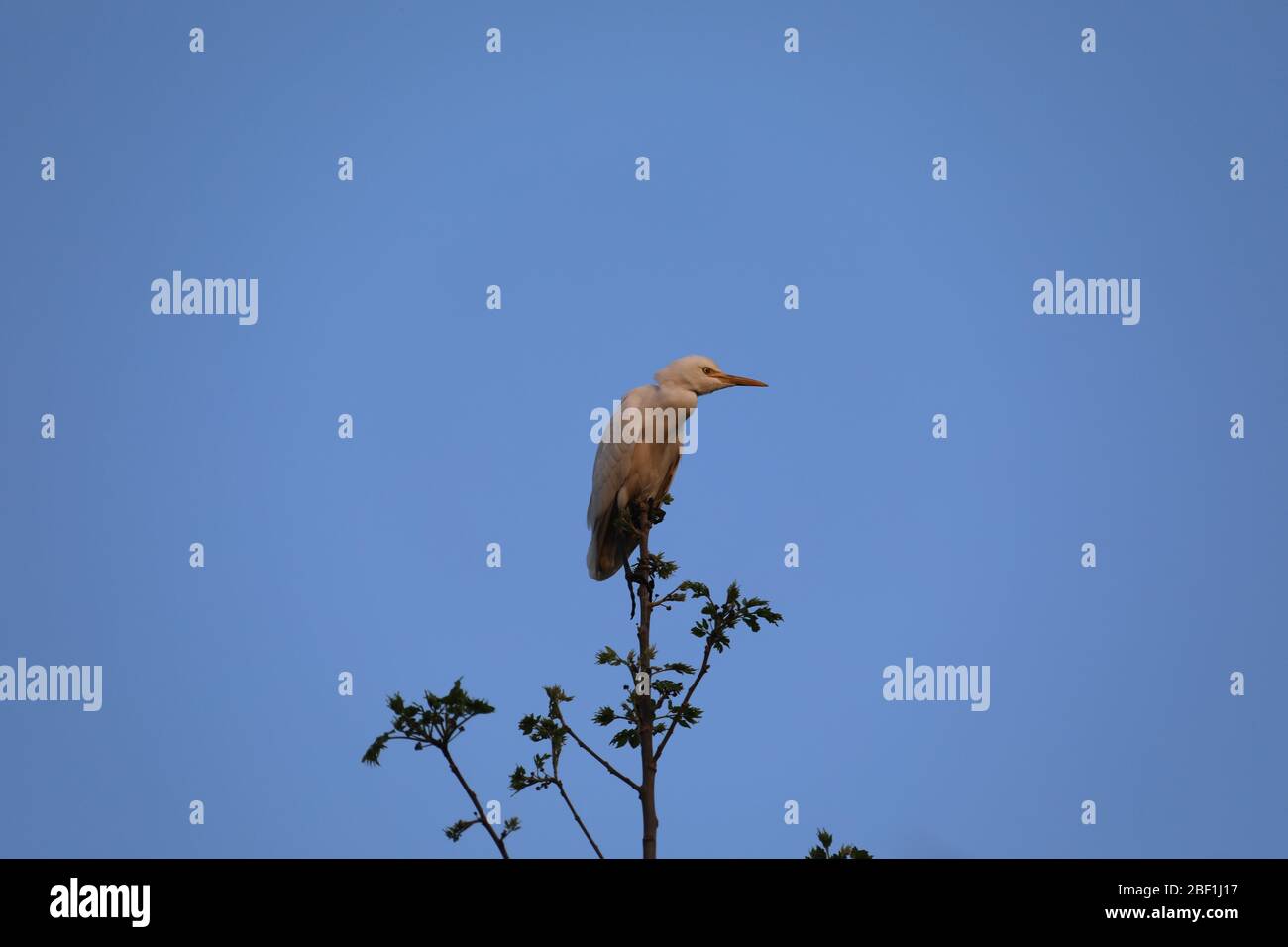 The calm bird Stock Photo - Alamy