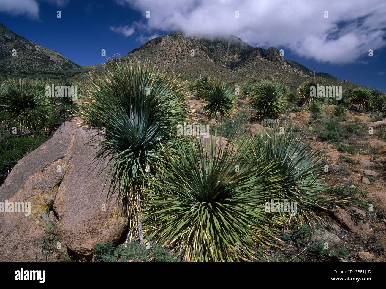 Yucca in Organ Mountains, Aguirre Spring Recreation Area, New Mexico ...