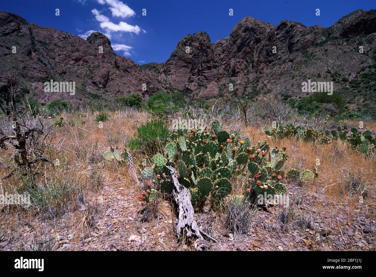 Organ Mountains, Aguirre Spring Recreation Area, New Mexico Stock Photo ...