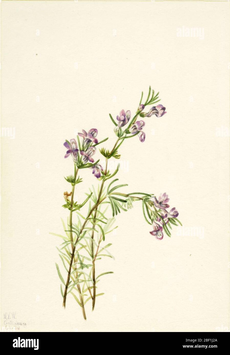 Conradina verticillata hi-res stock photography and images - Alamy