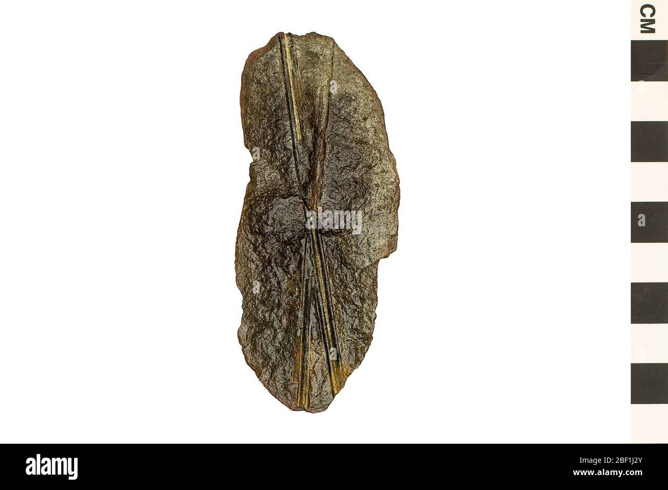 Scale tree object part hi-res stock photography and images - Alamy