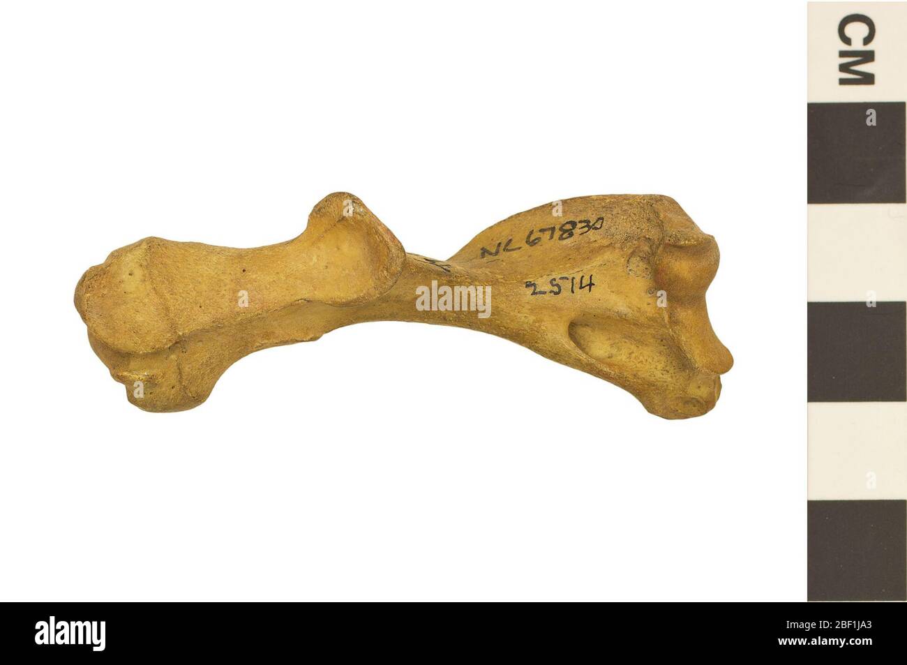 Armadillo bones hi-res stock photography and images - Alamy