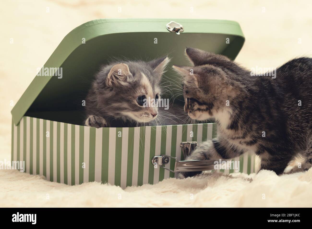 Kittens a box hi-res stock photography and images - Alamy