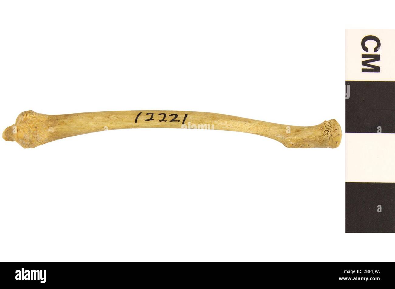 Opossum bones hi-res stock photography and images - Alamy