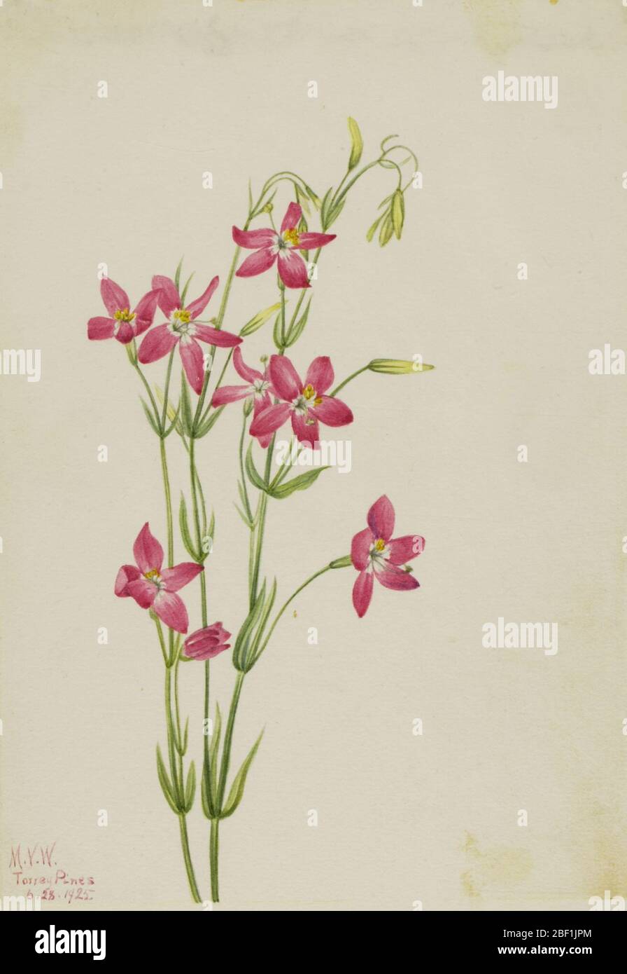 Pink Centaurium Centaurium venustum Stock Photo - Alamy