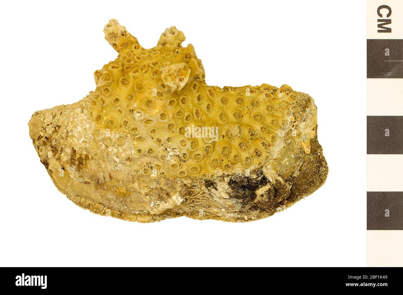 Ivory Bush Coral