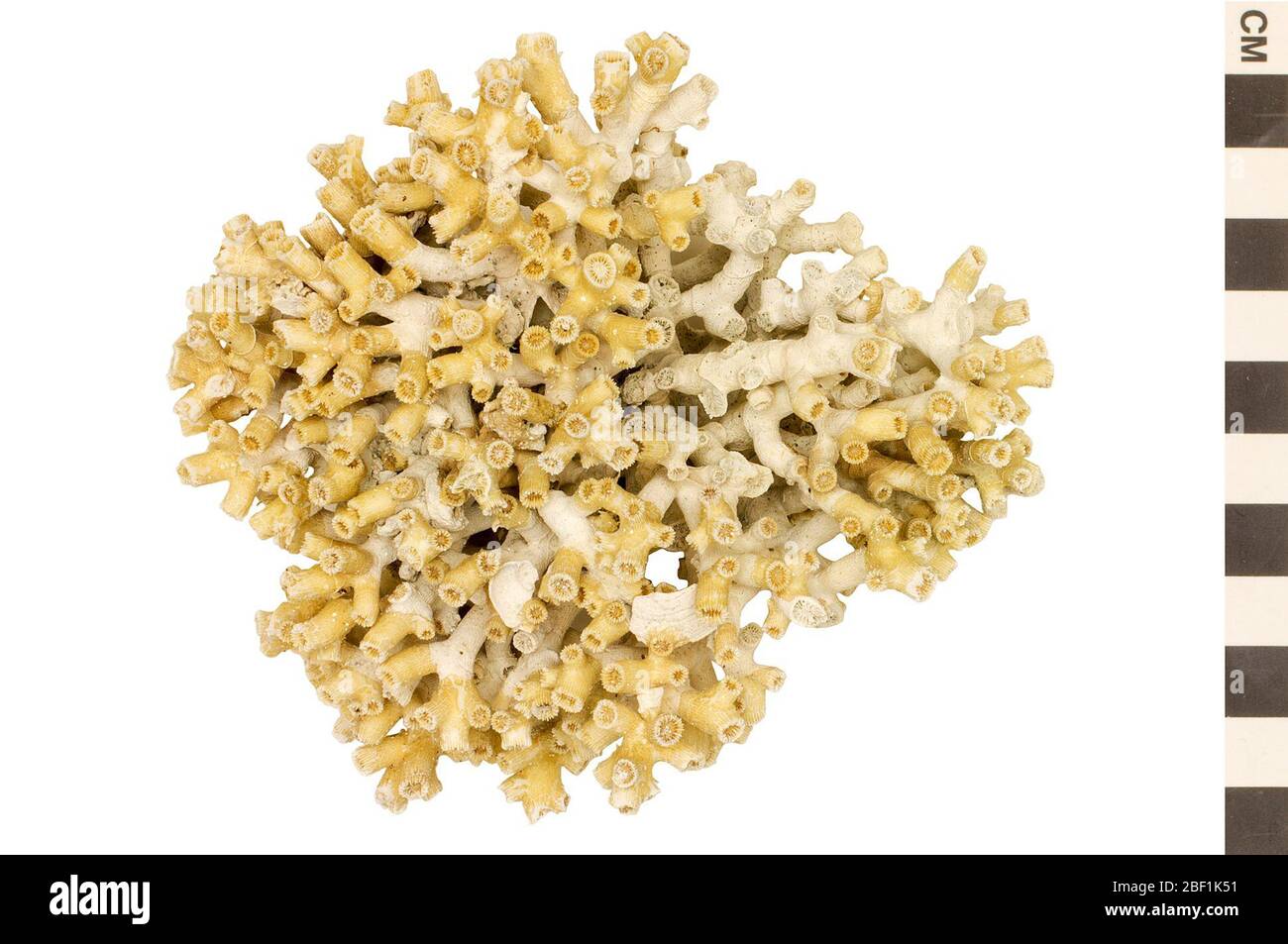 Tube coral hi-res stock photography and images - Alamy