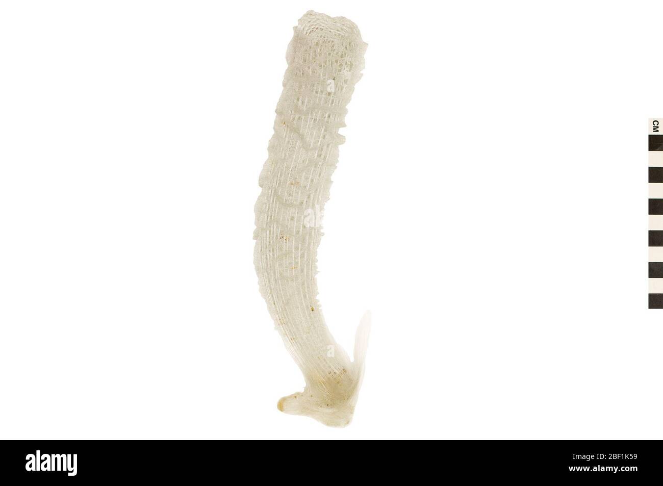 Venus flower basket glass sponge hi-res stock photography and images ...