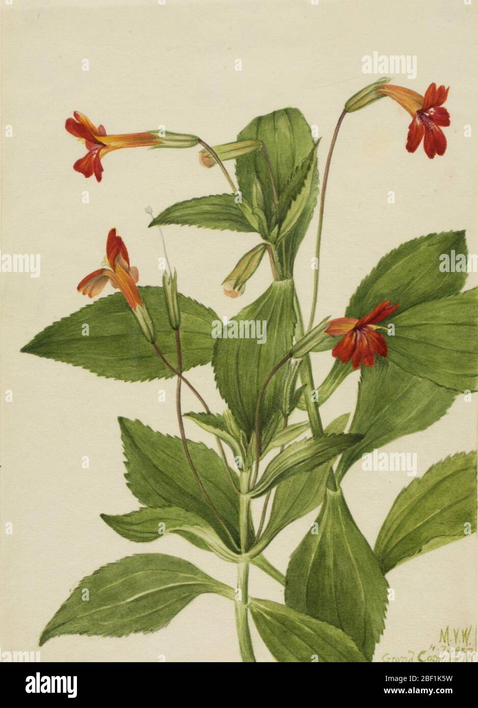 Mimulus cardinalis hi-res stock photography and images - Alamy