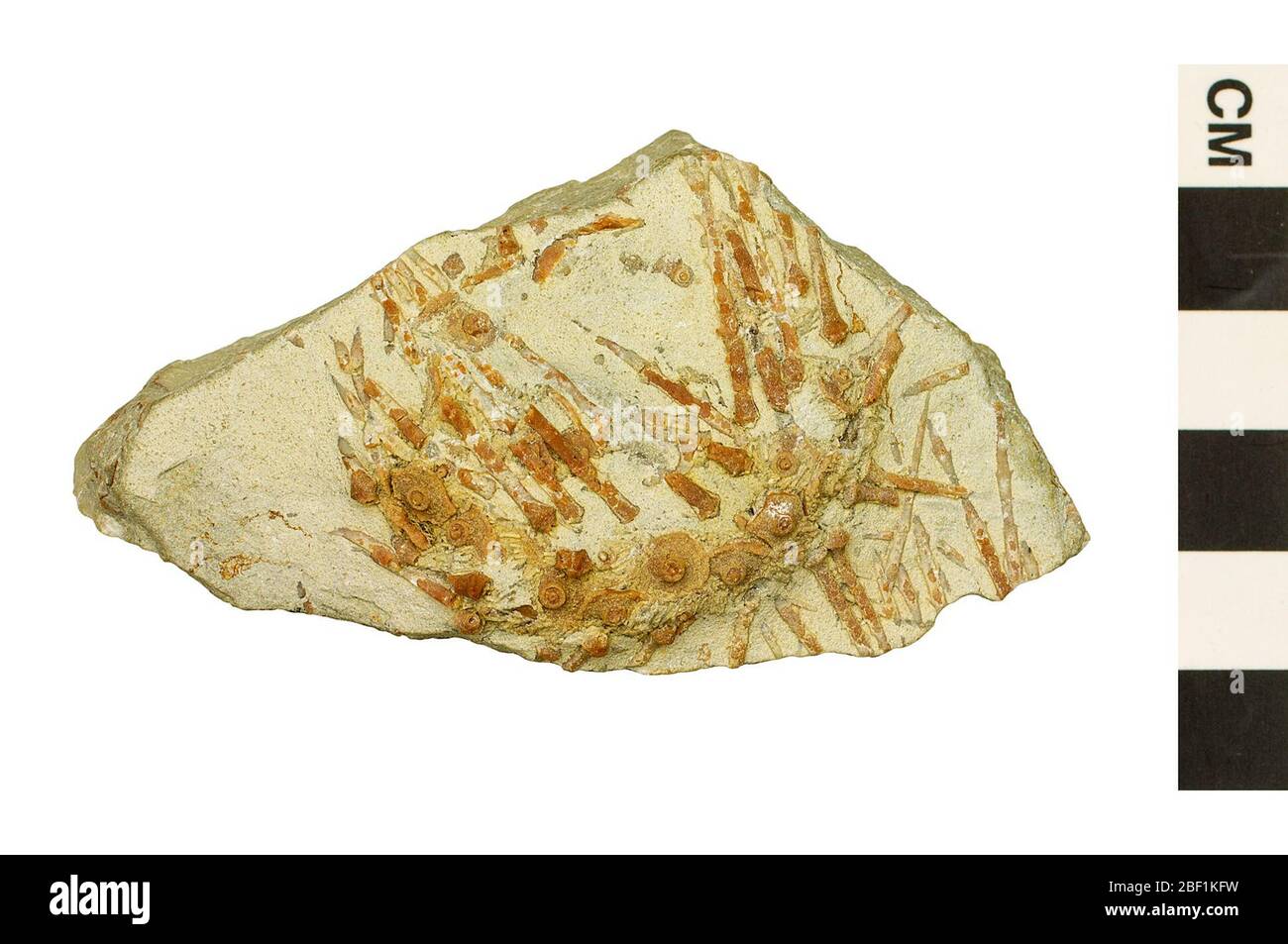Echinoid hi-res stock photography and images - Alamy