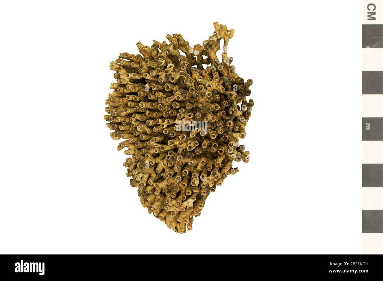 Horn coral fossil hi-res stock photography and images - Alamy