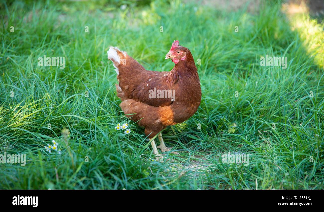 Free range Chickens and Rooster grazing on the grass in the chicken ...
