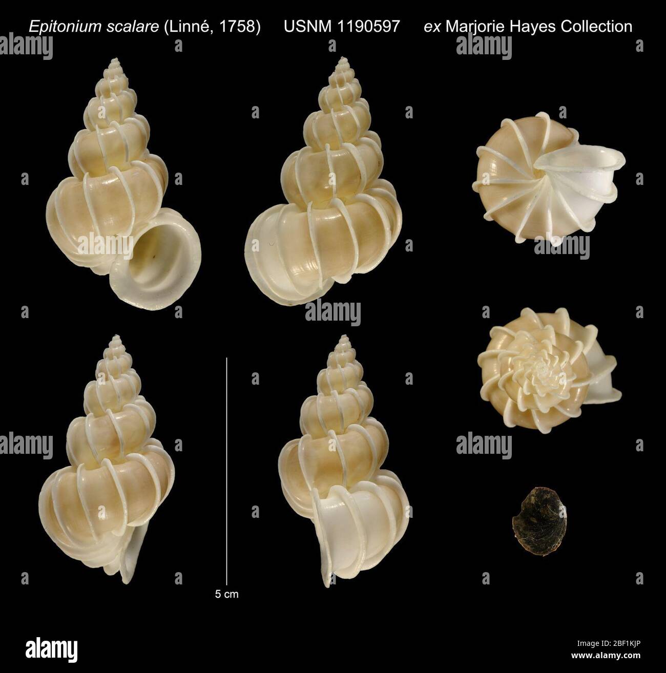 Epitonium hi-res stock photography and images - Alamy