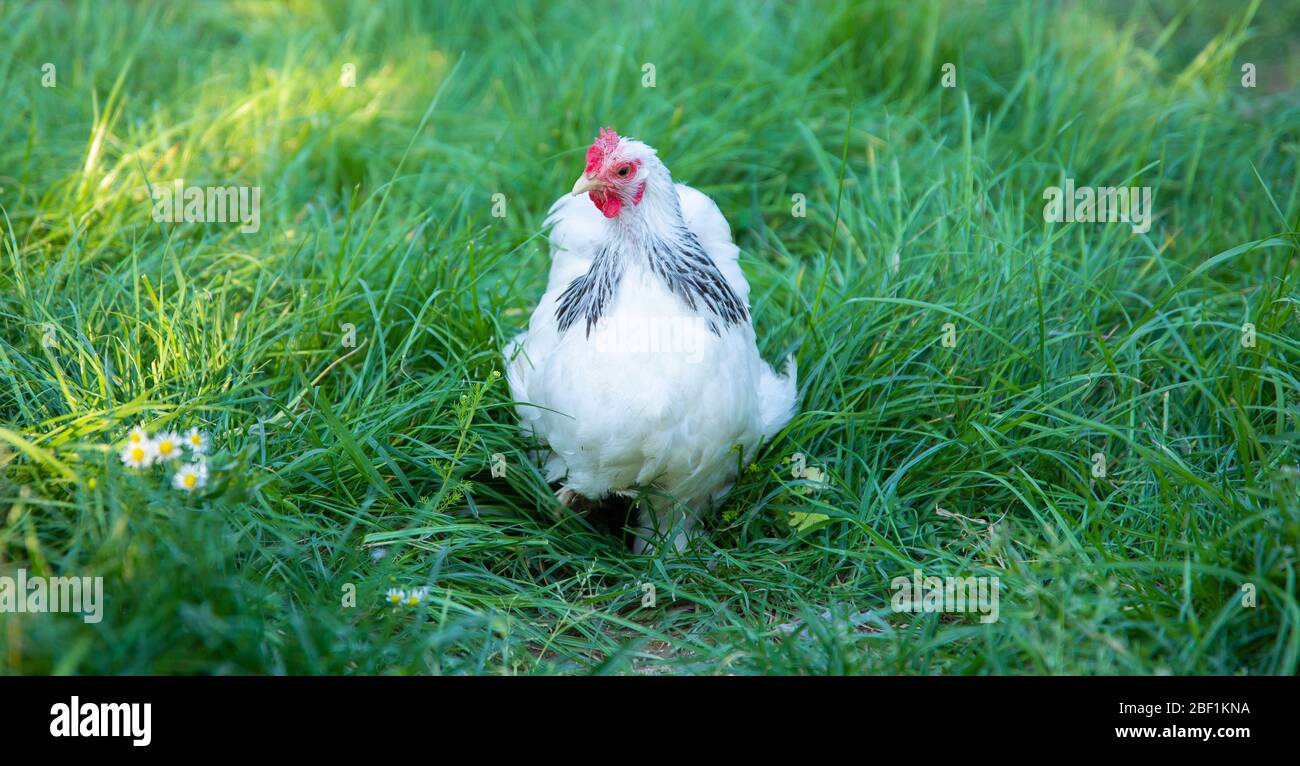 Free range Chickens and Rooster grazing on the grass in the chicken ...