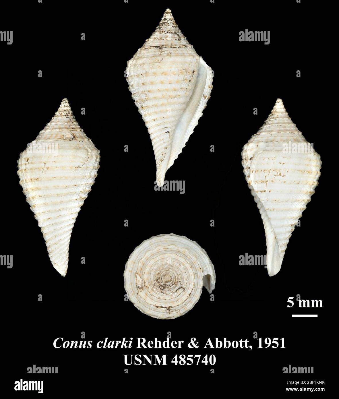 Clarki hi-res stock photography and images - Alamy