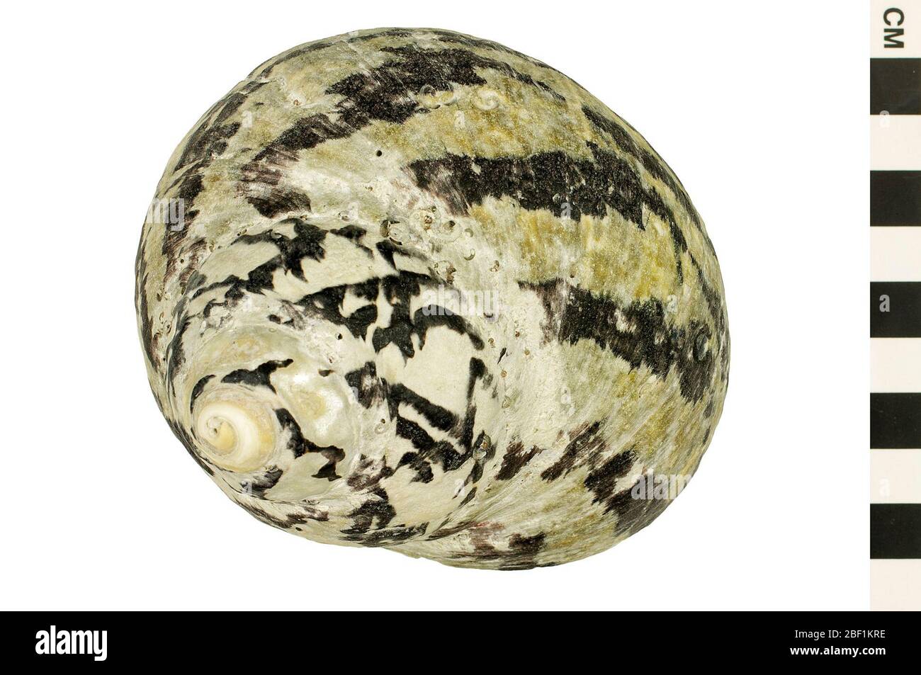 West indian top shell hi-res stock photography and images - Alamy