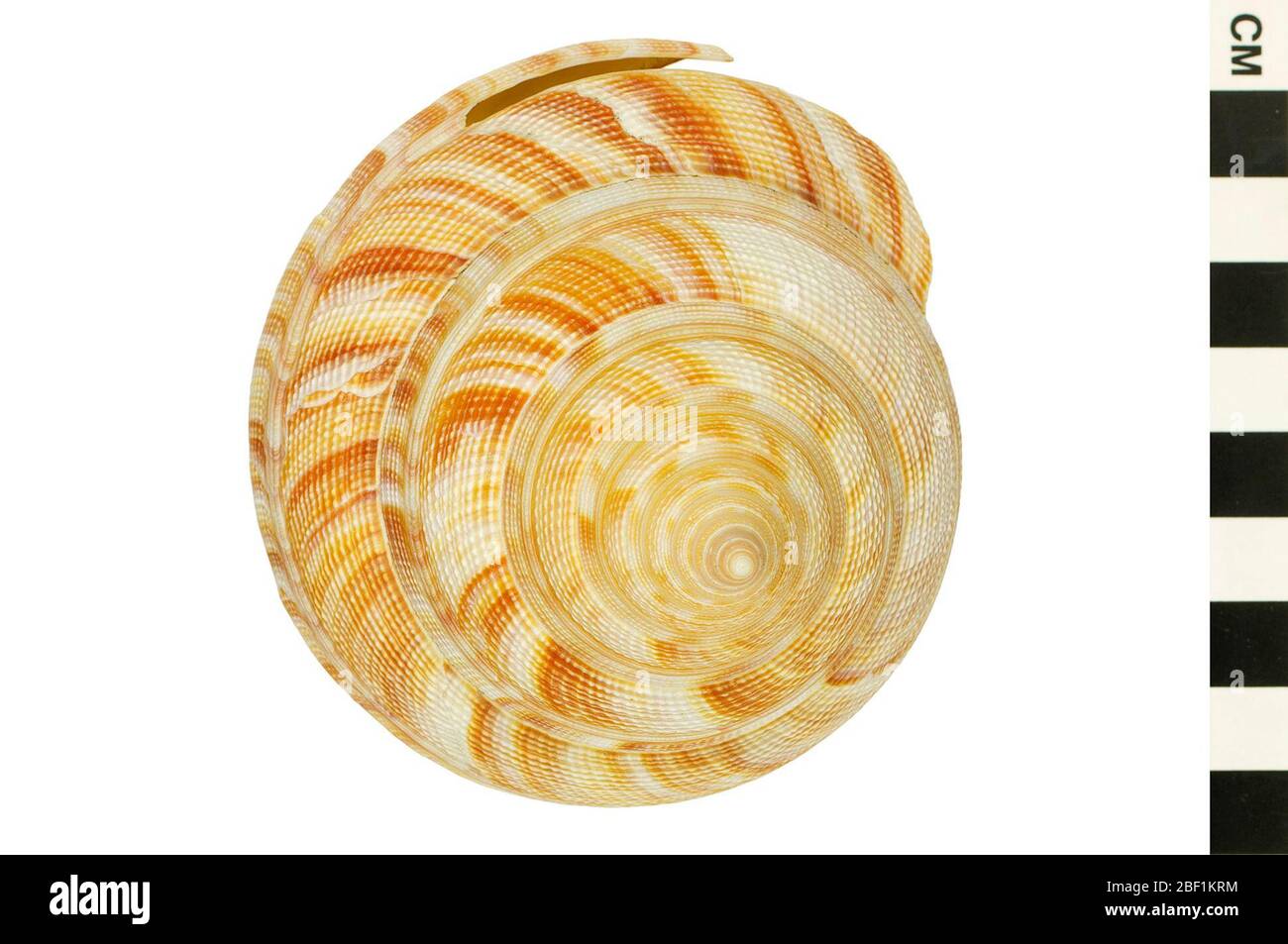 Emperors slit shell hi-res stock photography and images - Alamy