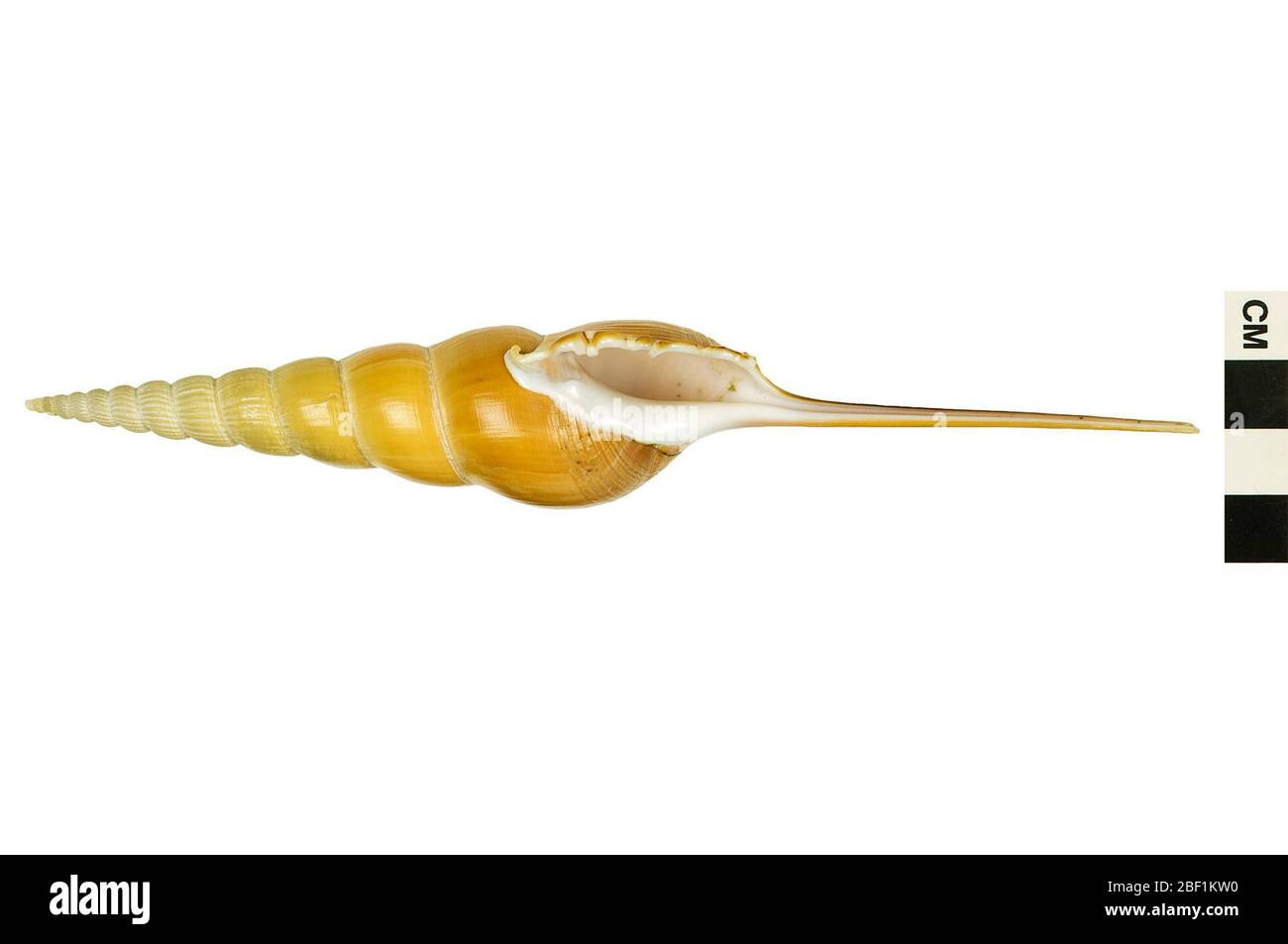 Shinbone hi-res stock photography and images - Alamy