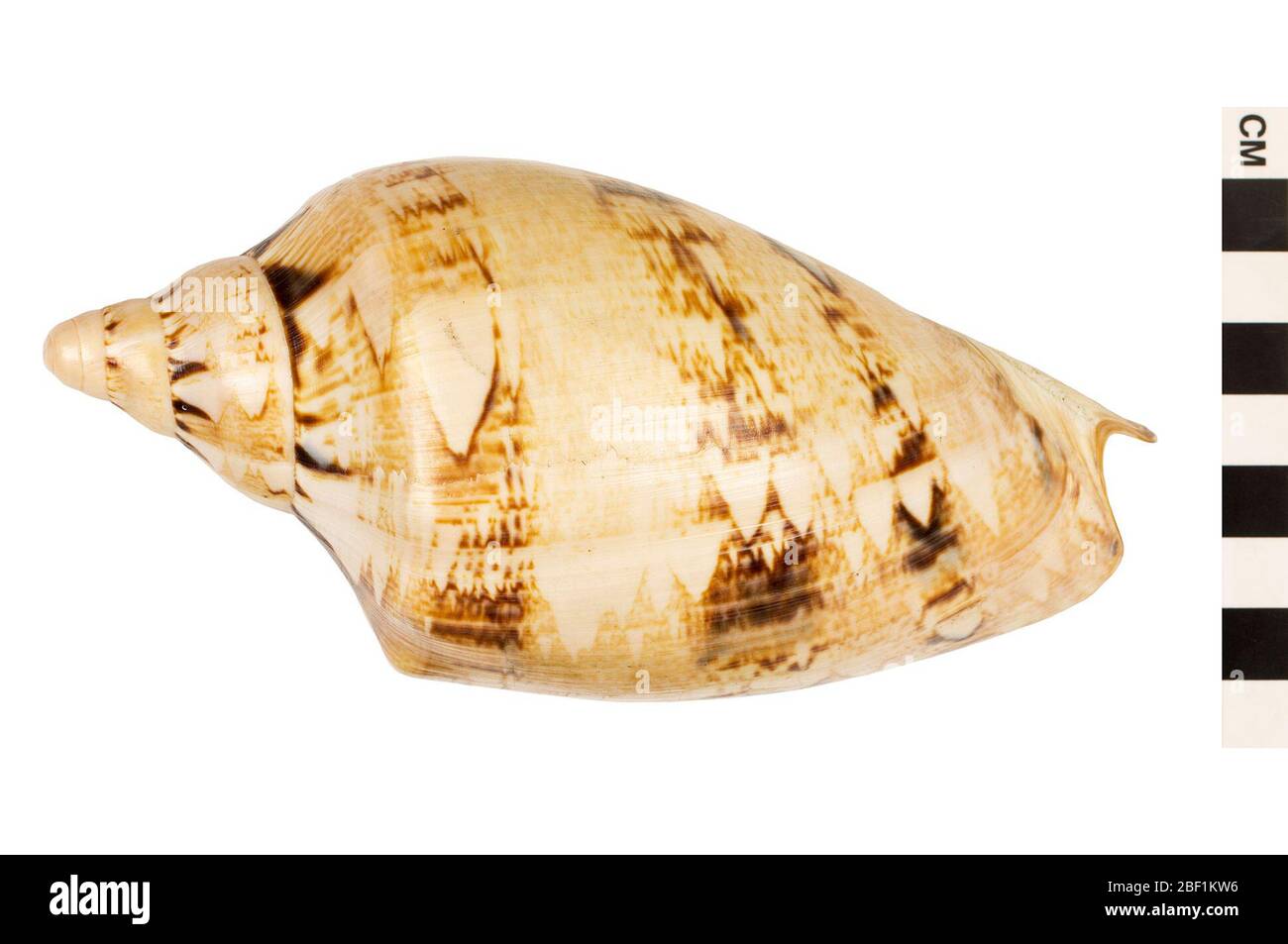 Magnificent volute hi-res stock photography and images - Alamy