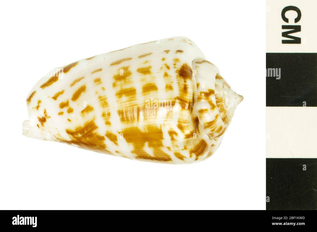Persian conch hi-res stock photography and images - Alamy