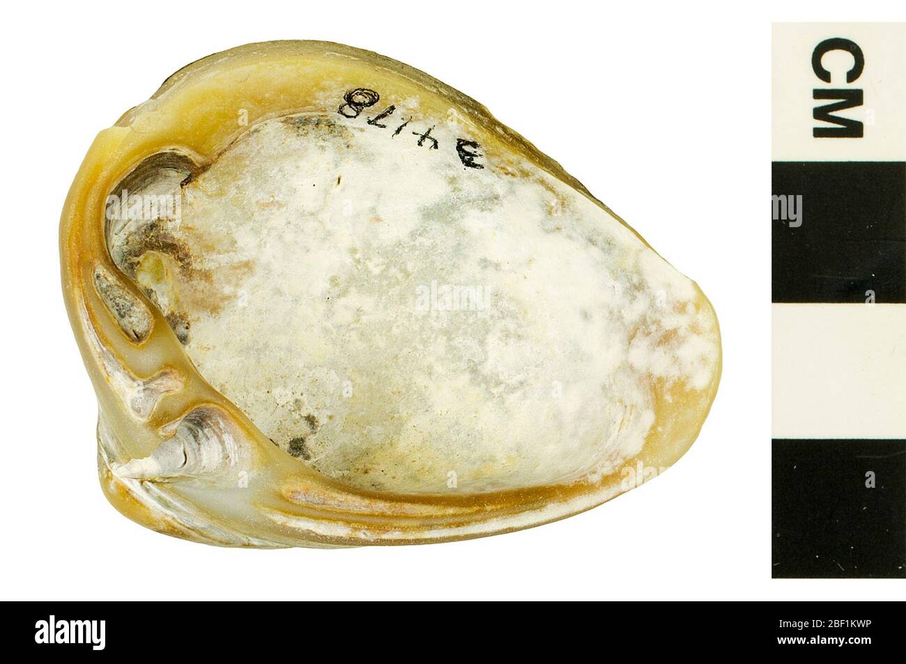 Common rangia hi-res stock photography and images - Alamy