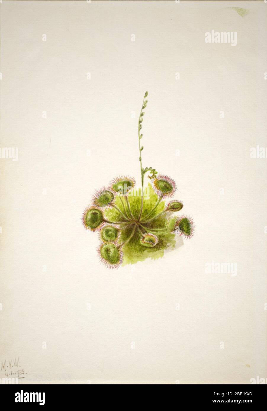 Roundleaf Sundew Drosera rotundifolia Stock Photo - Alamy