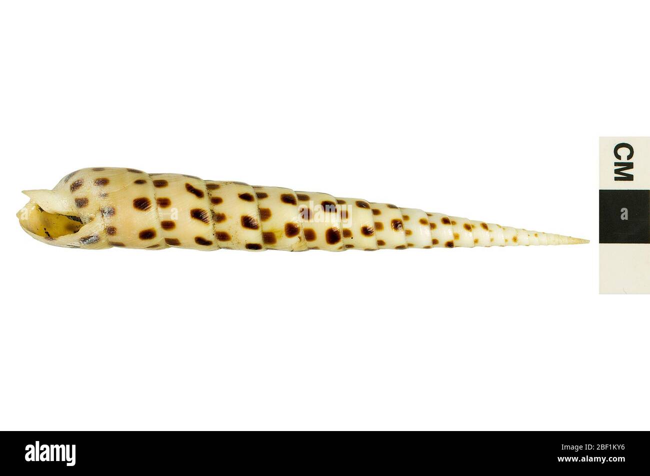 Chocolate spotted auger hi-res stock photography and images - Alamy