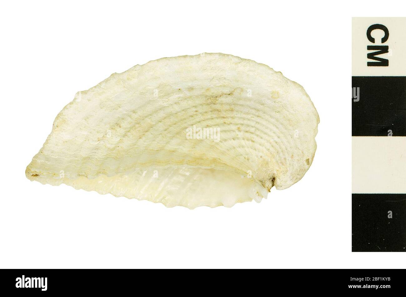 Heart Cockle True Heart Cockle. This object is part of the Education ...