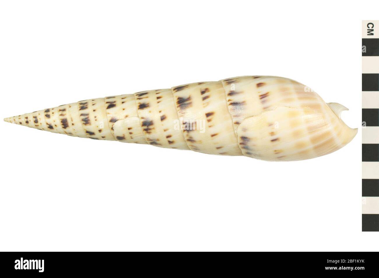 Spotted Auger Marlinspike Big Auger Marlinspike Auger shells. This ...