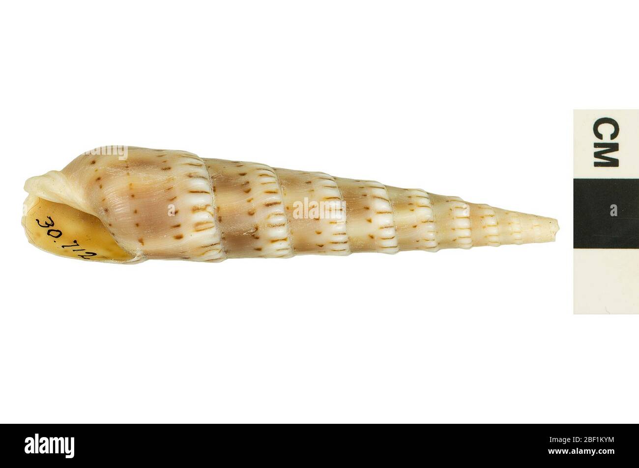 Auger snail hi-res stock photography and images - Alamy