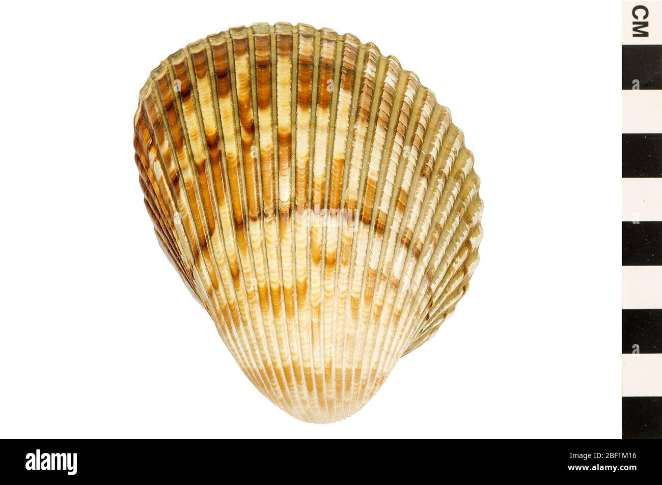 Giant heart cockle hi-res stock photography and images - Alamy