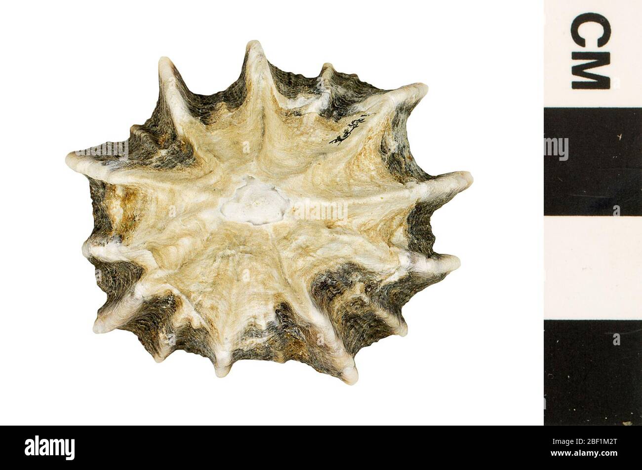 False limpet hi-res stock photography and images - Alamy