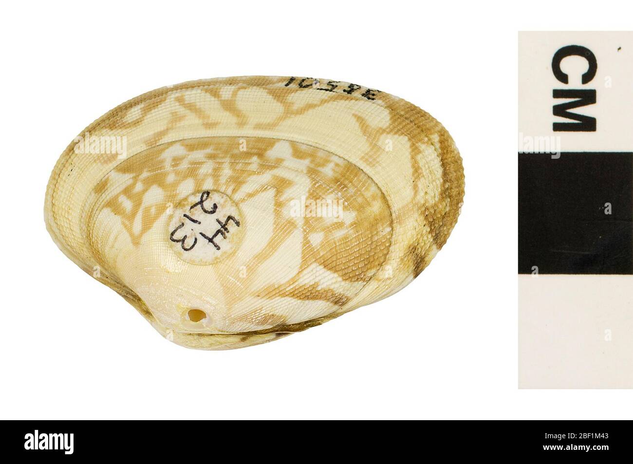 Lettered venus hi-res stock photography and images - Alamy