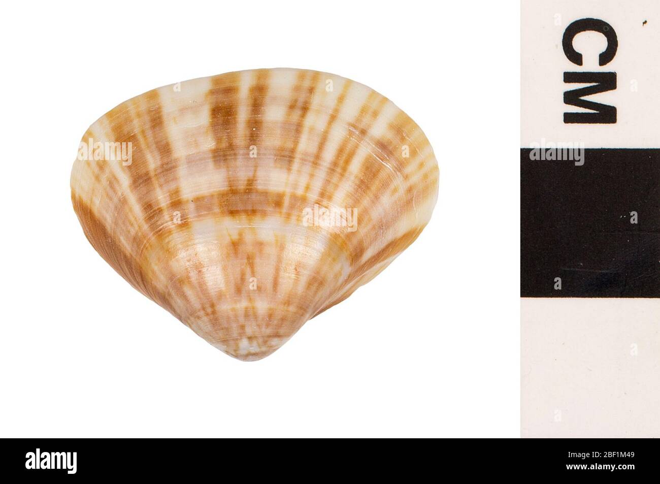 Flattened shell hi-res stock photography and images - Alamy