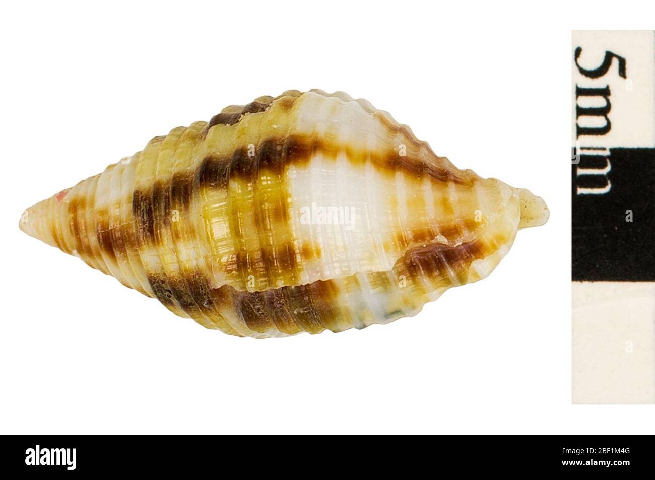 Mitre shell hi-res stock photography and images - Alamy