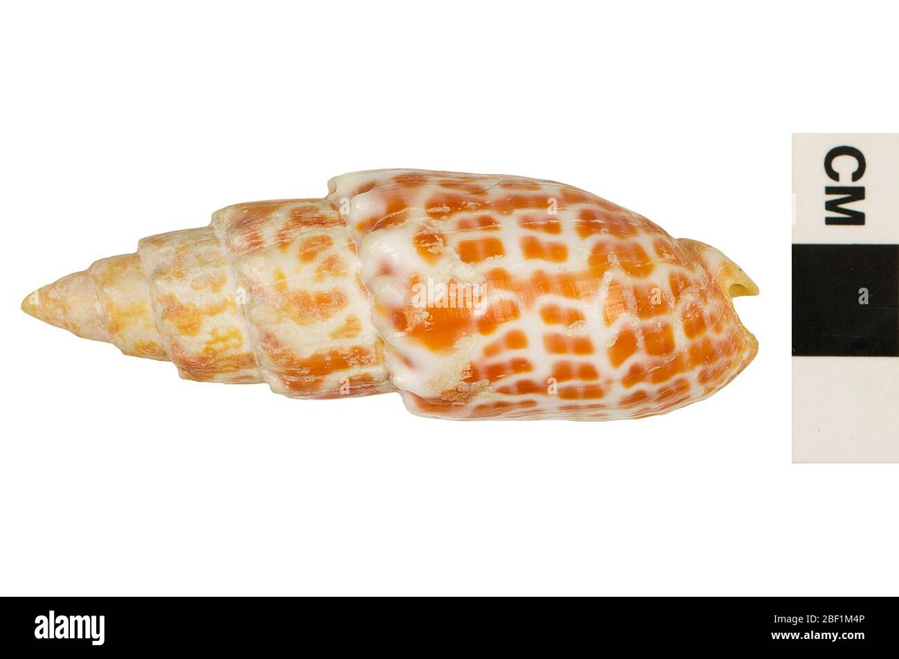 Mitre shell hi-res stock photography and images - Alamy