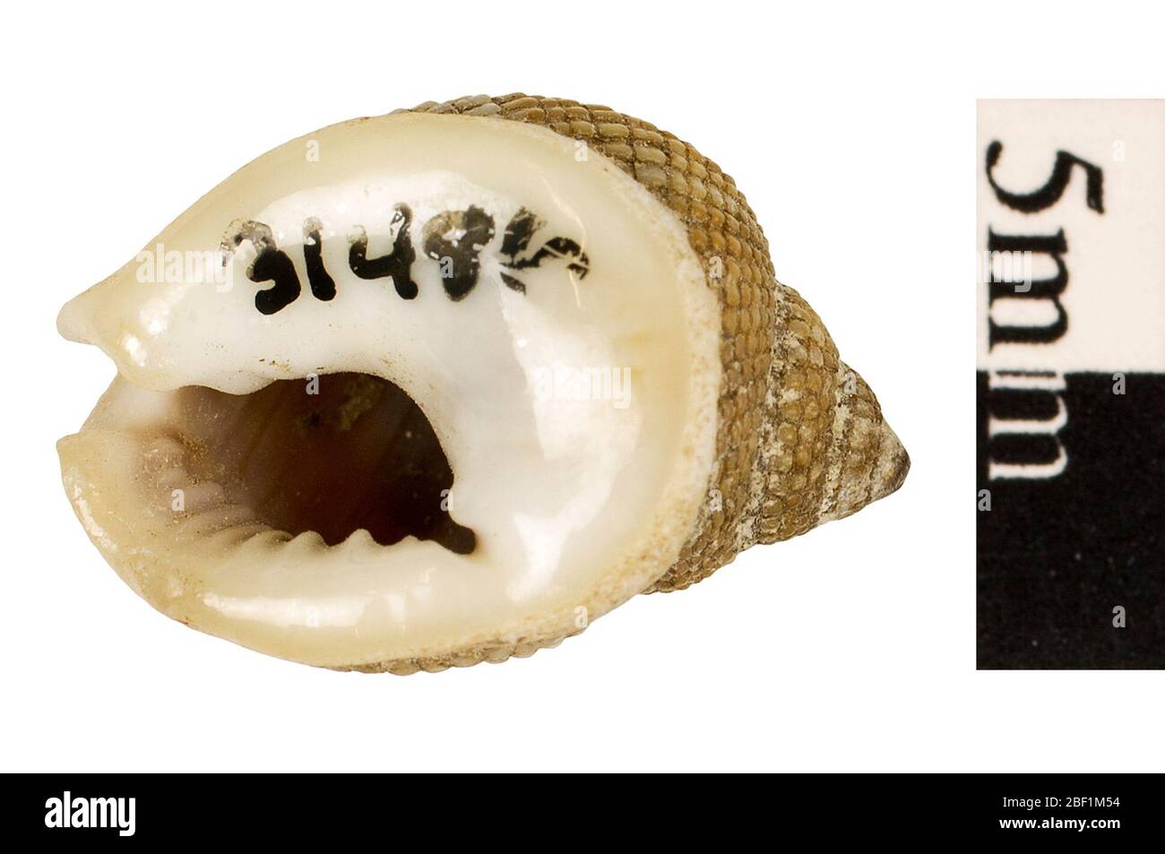 Globose Shell High Resolution Stock Photography and Images - Alamy