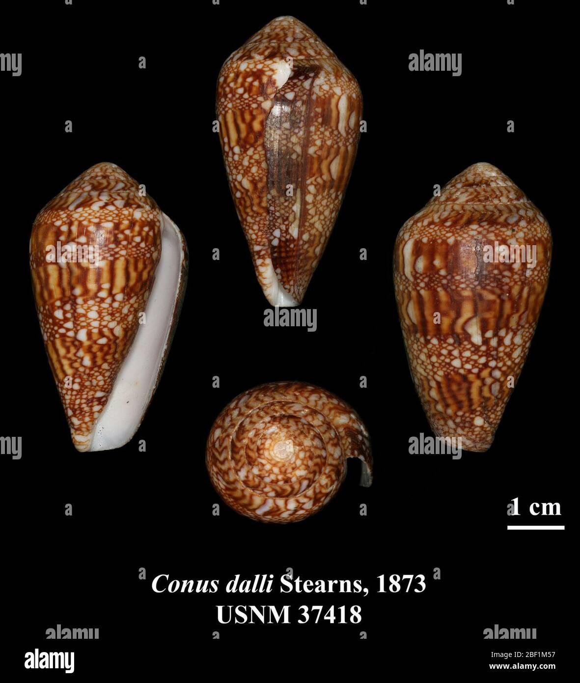 Conus dalli. 20 Jan 20161 Stock Photo - Alamy