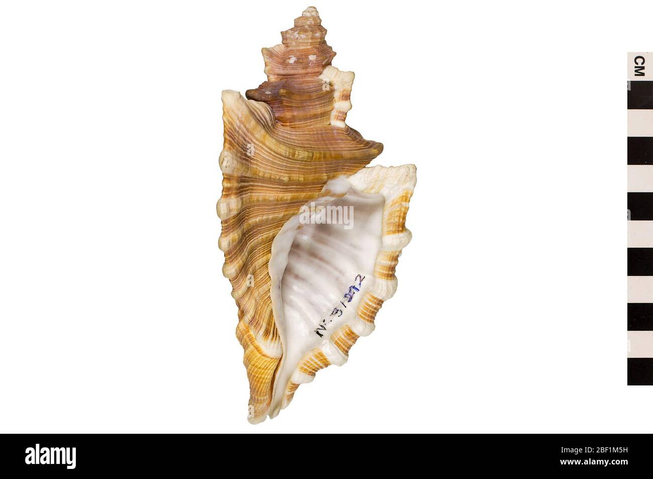 Angular triton hi-res stock photography and images - Alamy