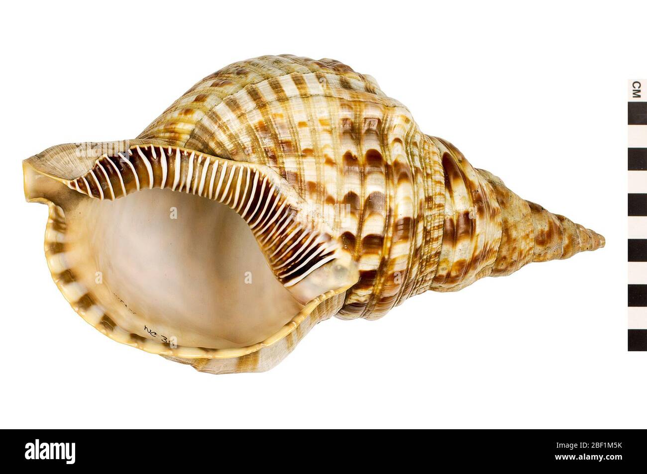 Tritons Trumpet Trumpet Triton shell. This object is part of the ...