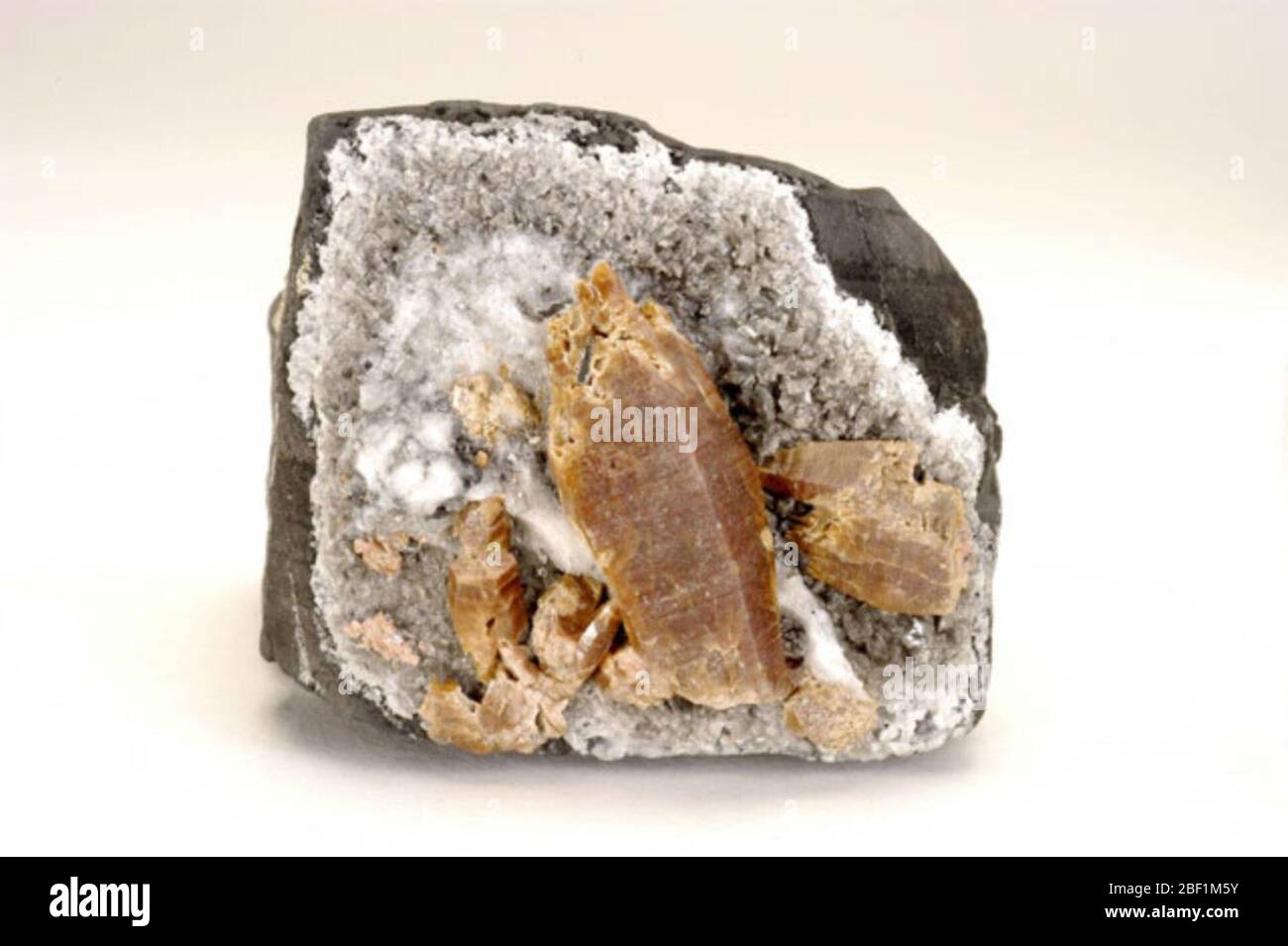 Parisite hi-res stock photography and images - Alamy