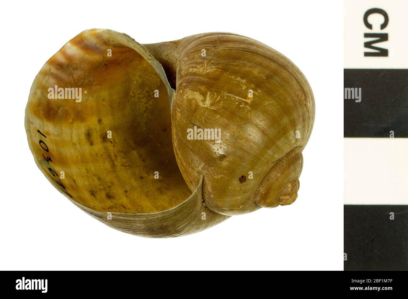 Bladder moon snail hi-res stock photography and images - Alamy