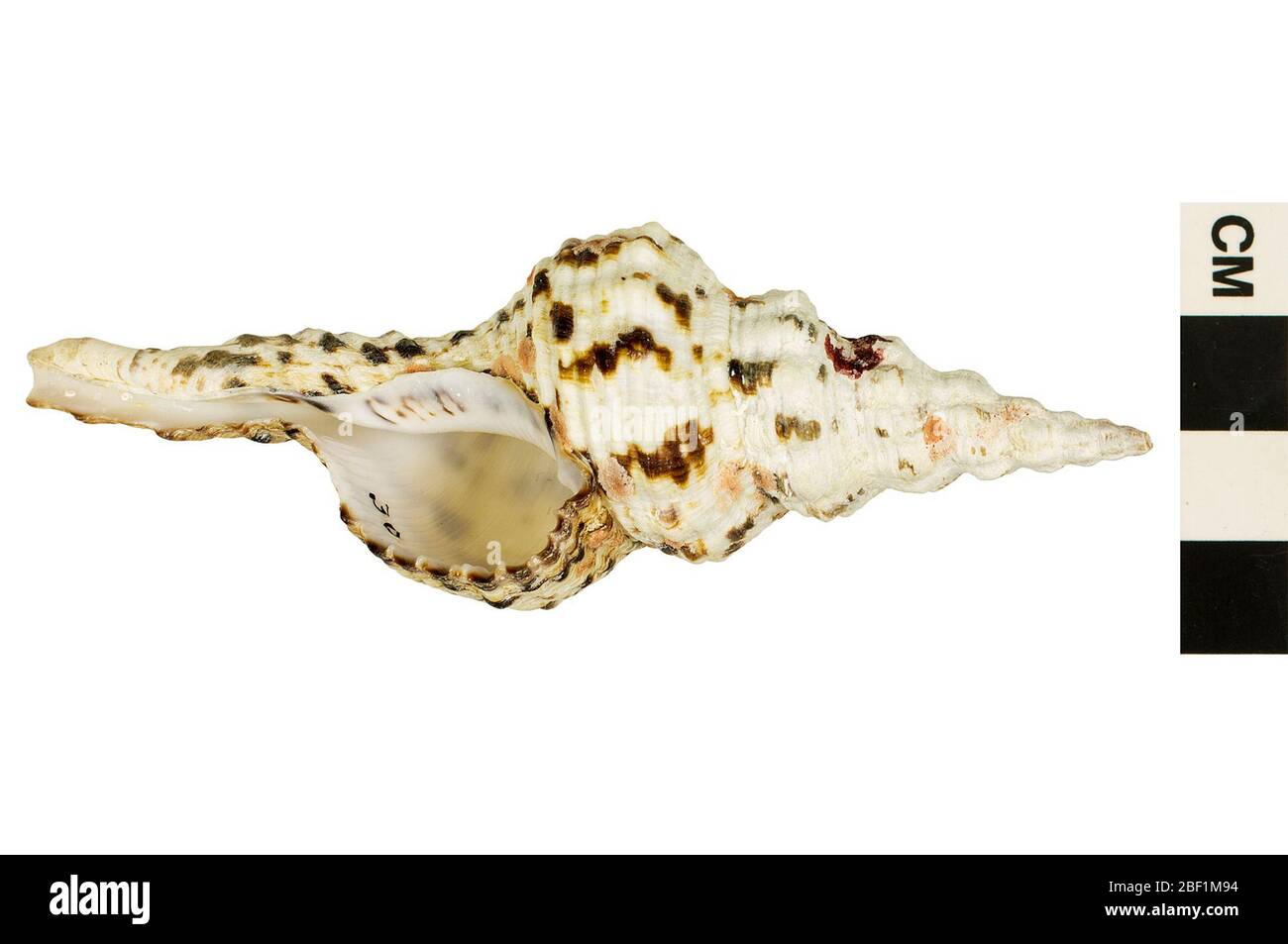 Nicobar Spindle. This object is part of the Education and Outreach ...