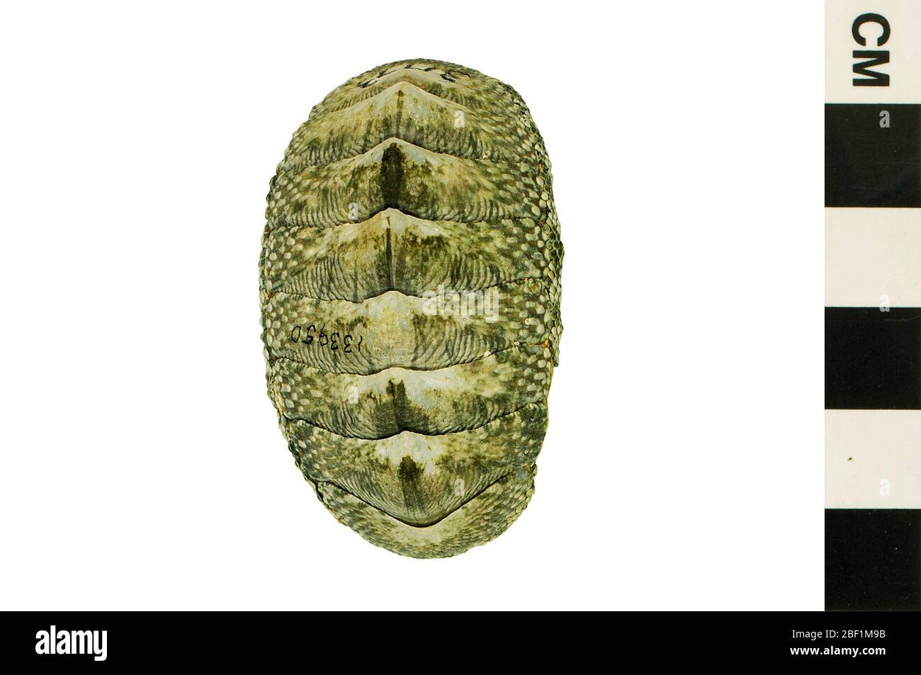 West indian fuzzy chiton hi-res stock photography and images - Alamy