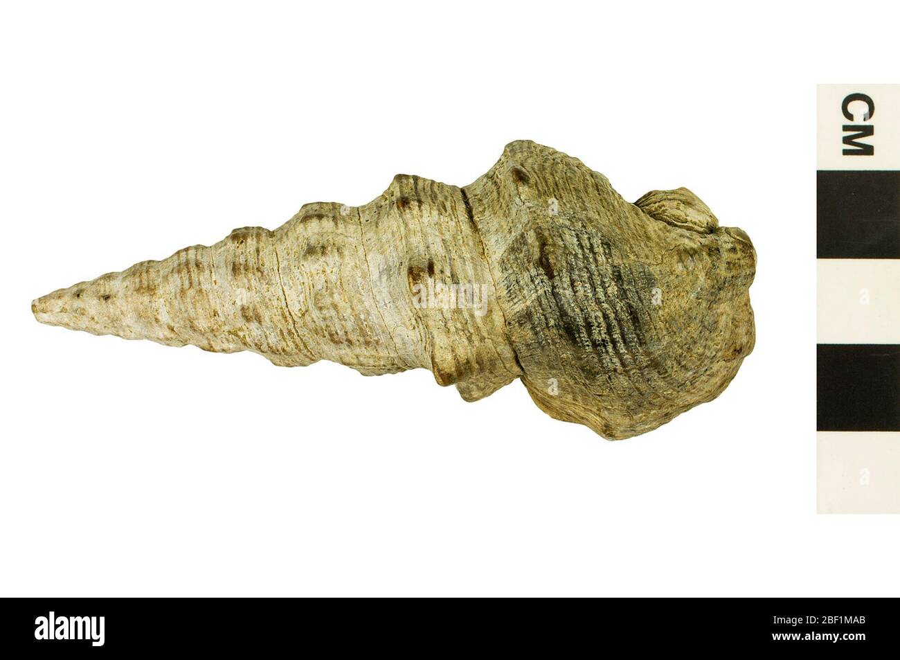 Hercules club mud whelk hi-res stock photography and images - Alamy