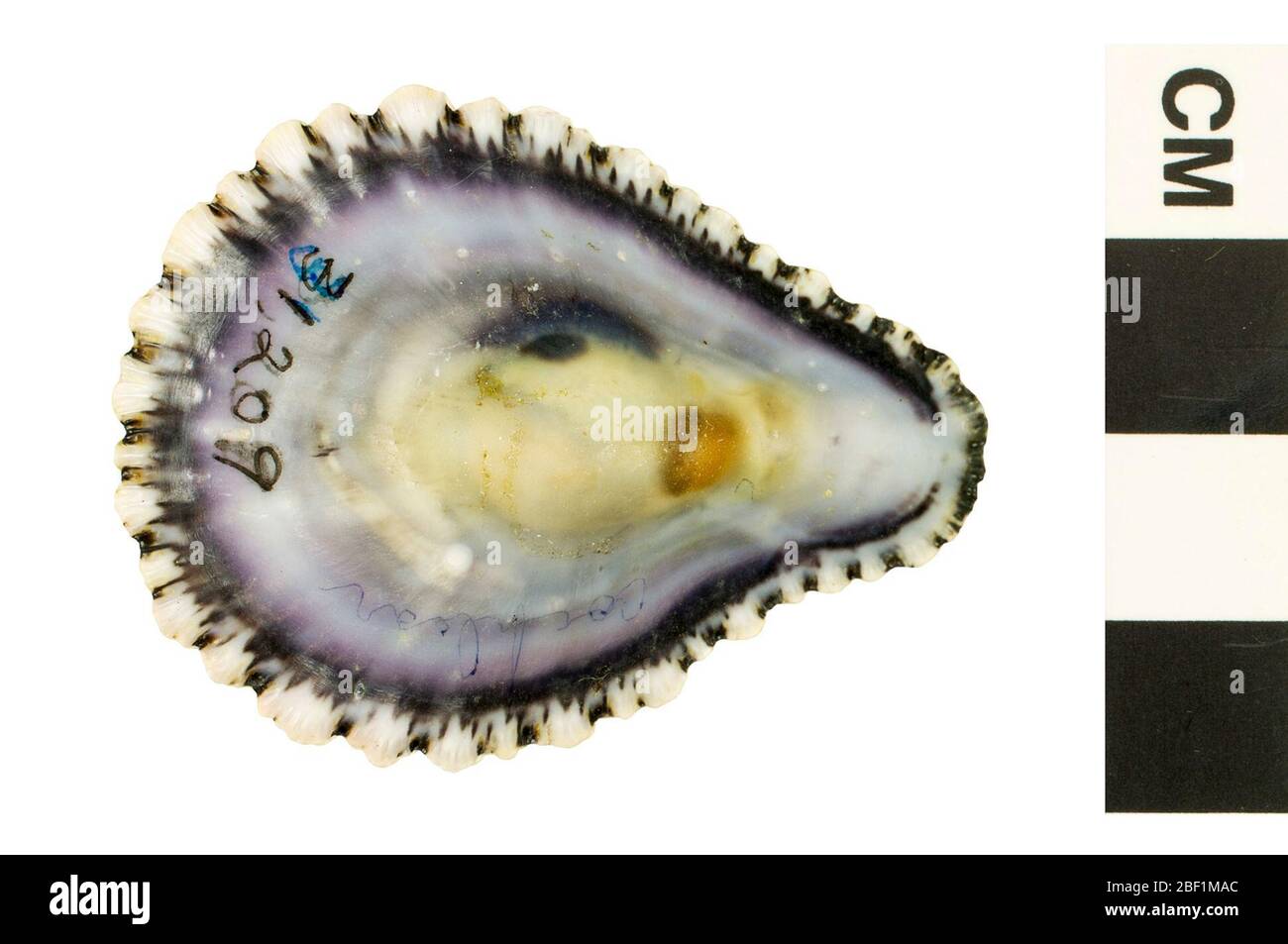 Pear limpet hi-res stock photography and images - Alamy