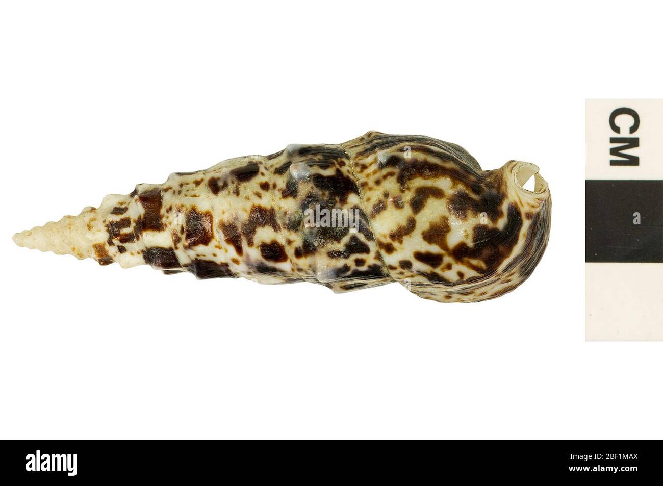 Aluco vertagus hi-res stock photography and images - Alamy