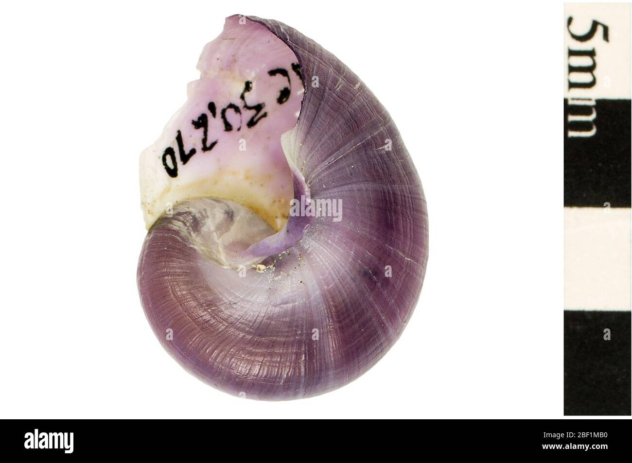 Bubble raft shell hi-res stock photography and images - Alamy